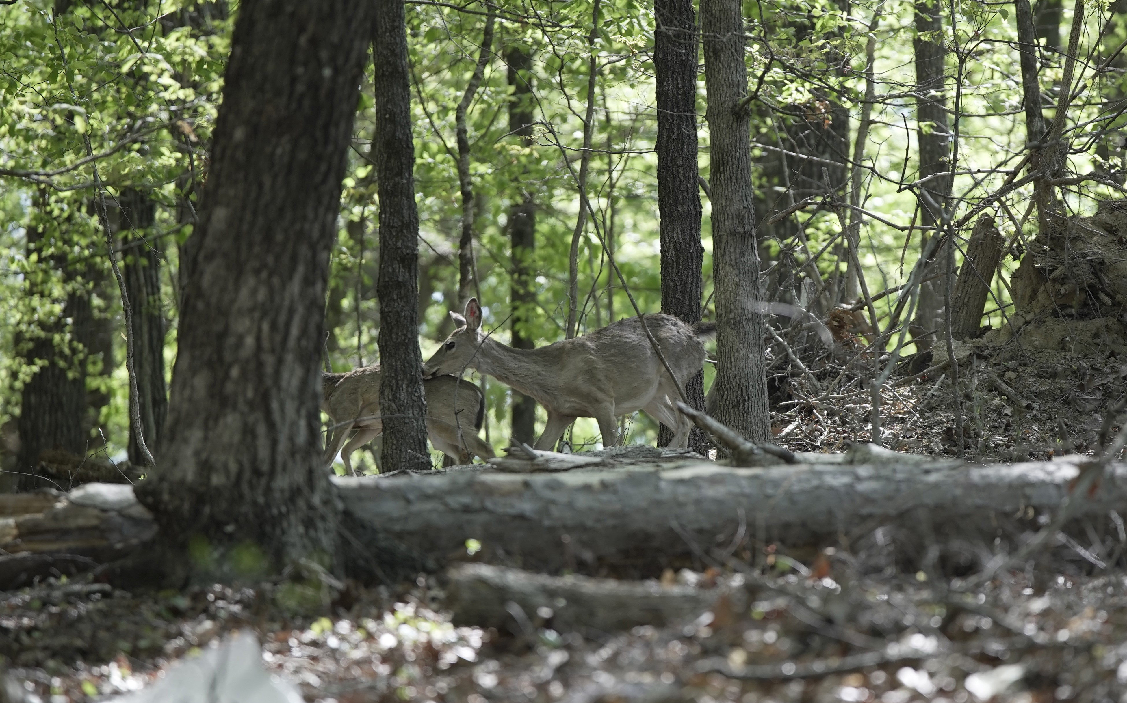 Forsyth County Georgia > News