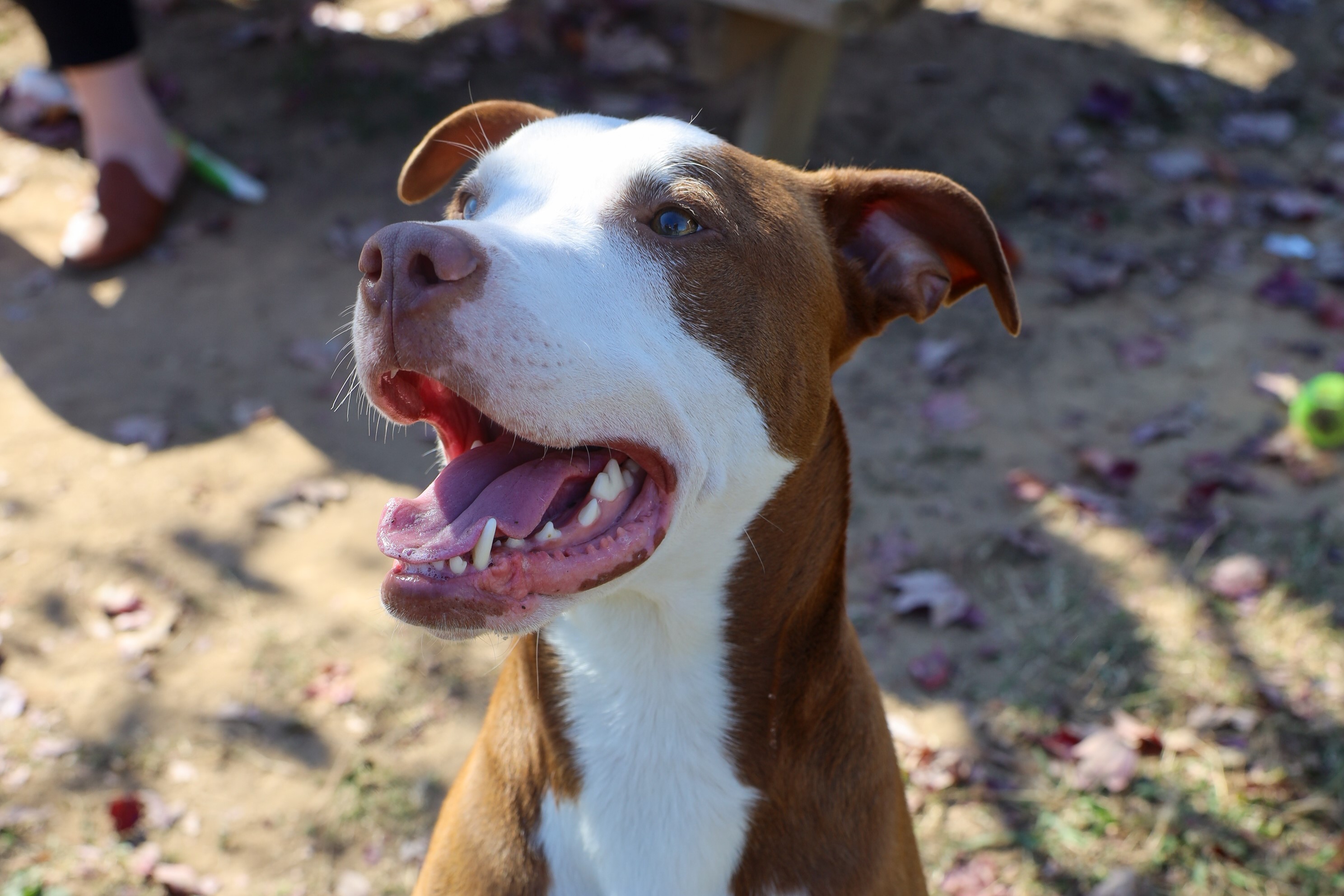 News | Sheriff's Office to Manage Operations for Pet Adoption ...